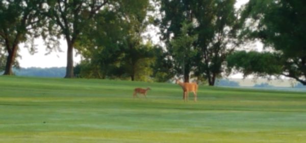 Course Details | Fox Lake Golf Club